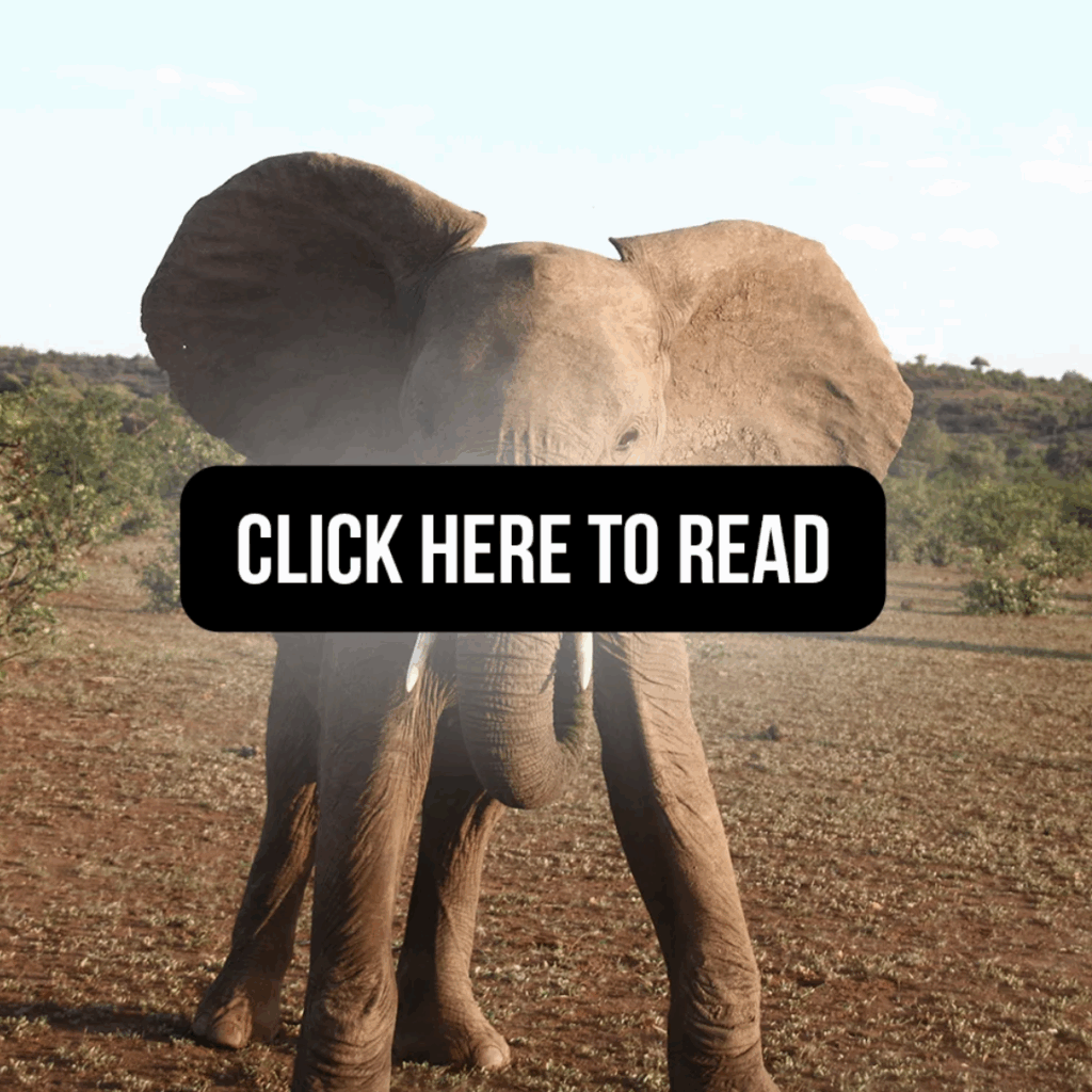 In-Depth Look at Why Older Bulls Matter in Elephant Conservation