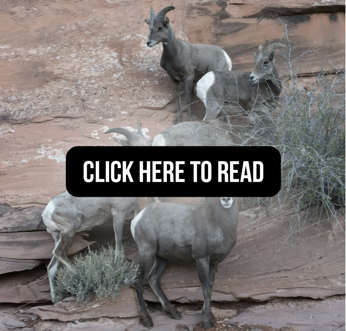 Selective Trophy Hunting Causes Genetic Erosion in Big Game Species