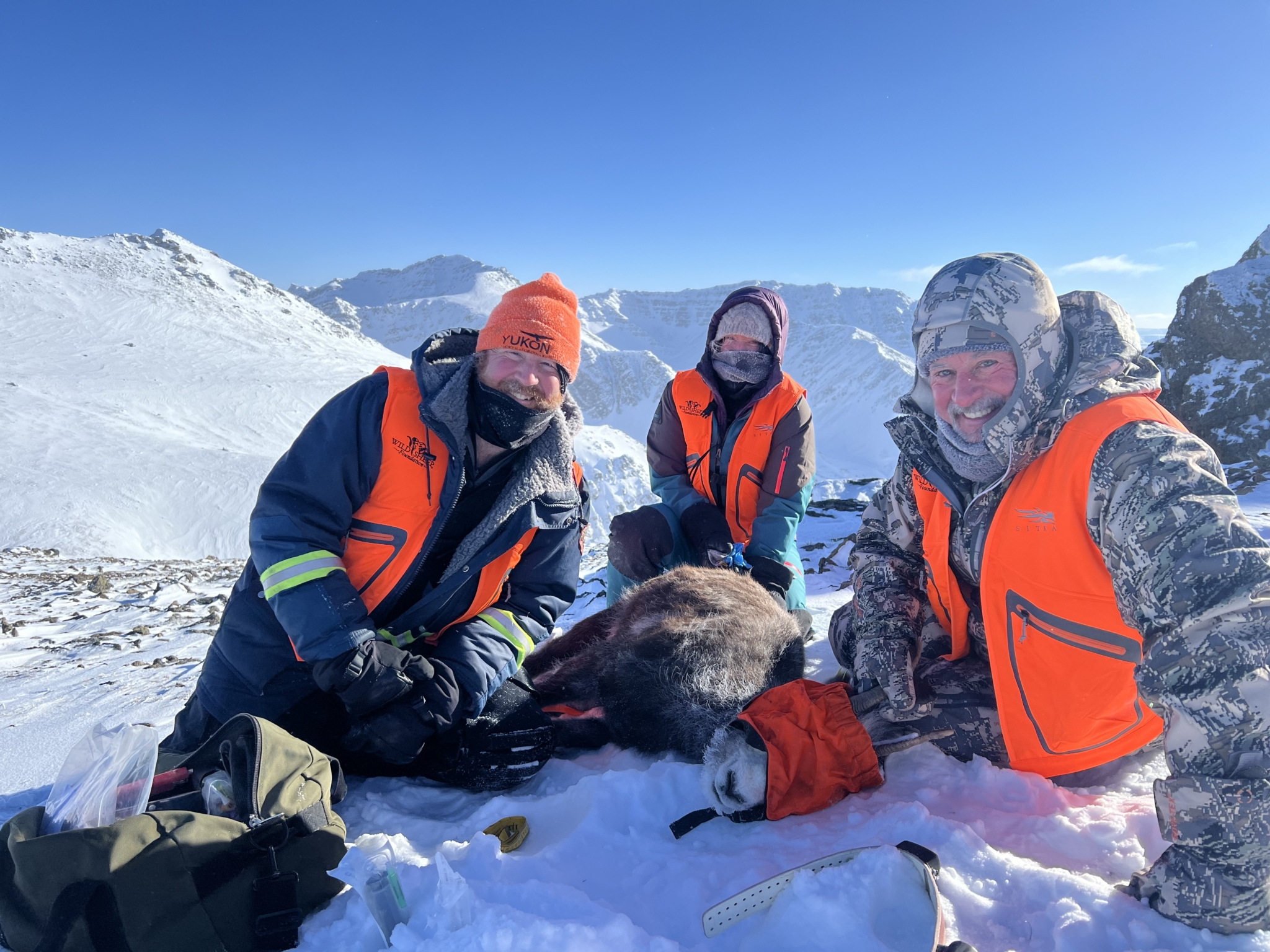 Sheep Tags, Big Impact: Hunting Dollars Driving Conservation
