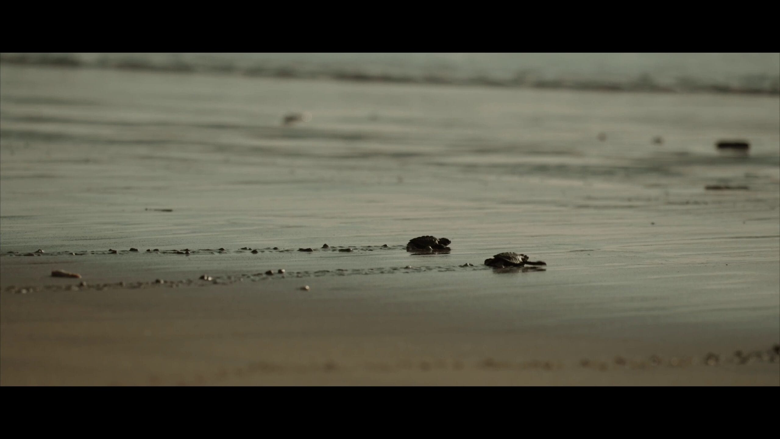 Tides Of Change - The Origins Foundation